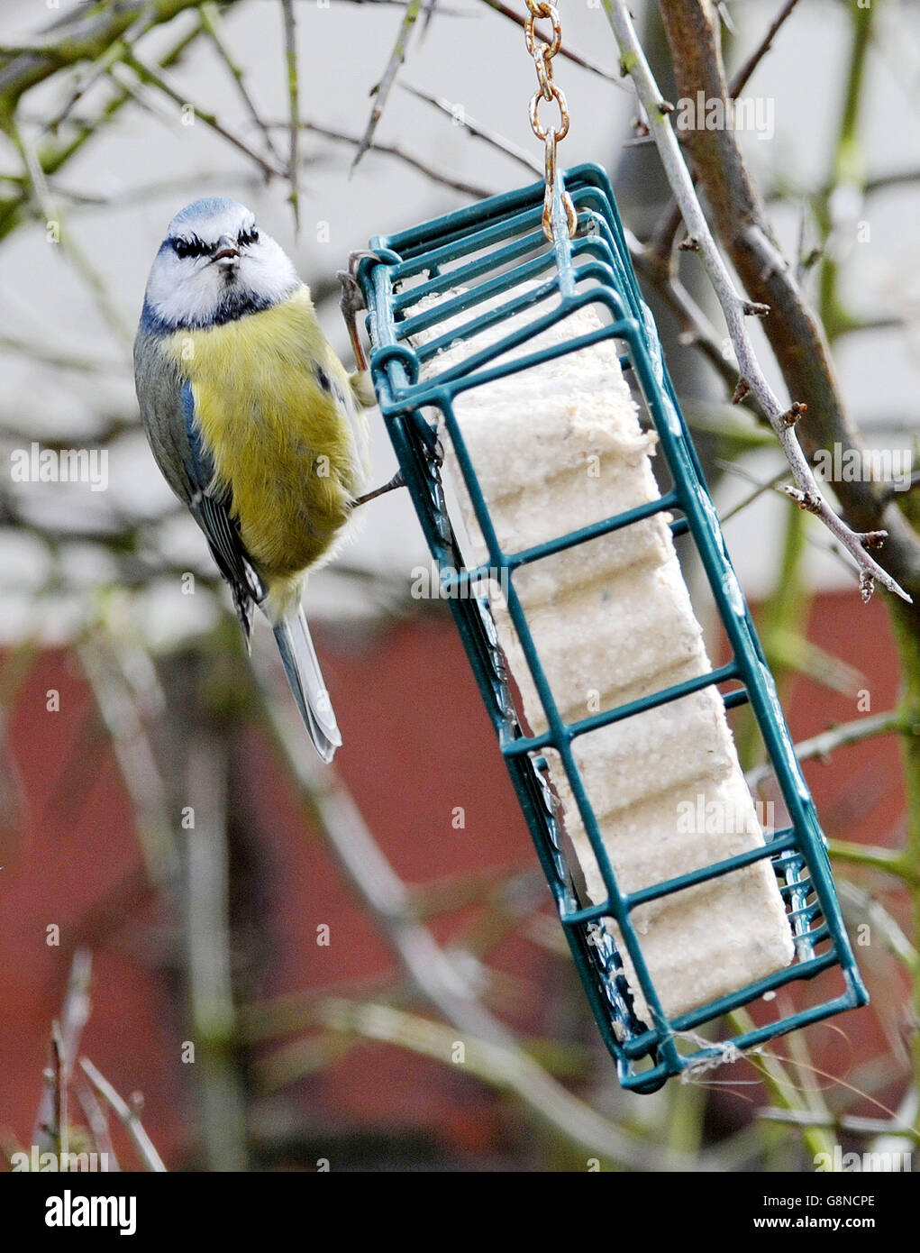 Garden bird stock Stock Photo - Alamy