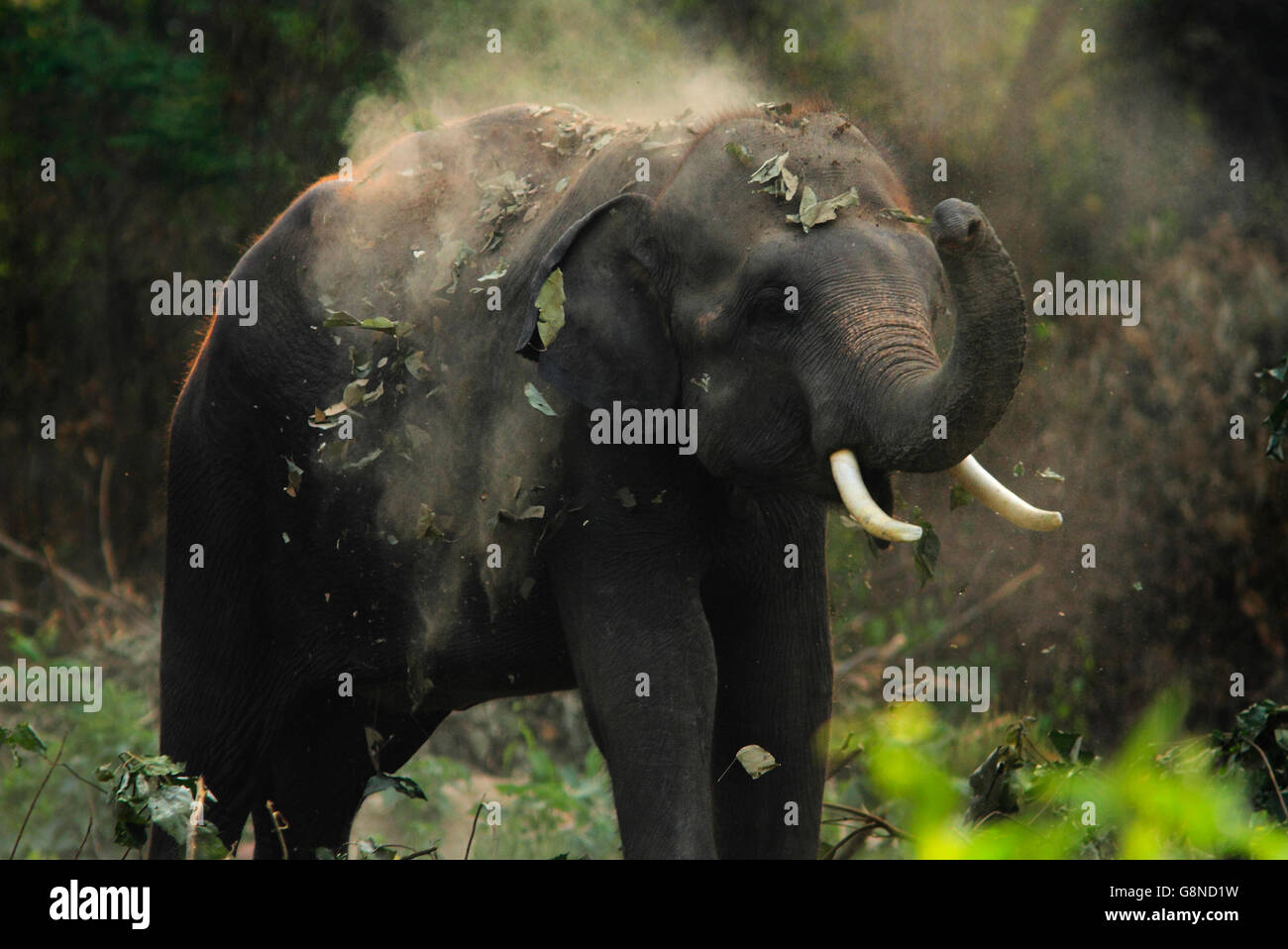 Indian bull hi-res stock photography and images - Alamy
