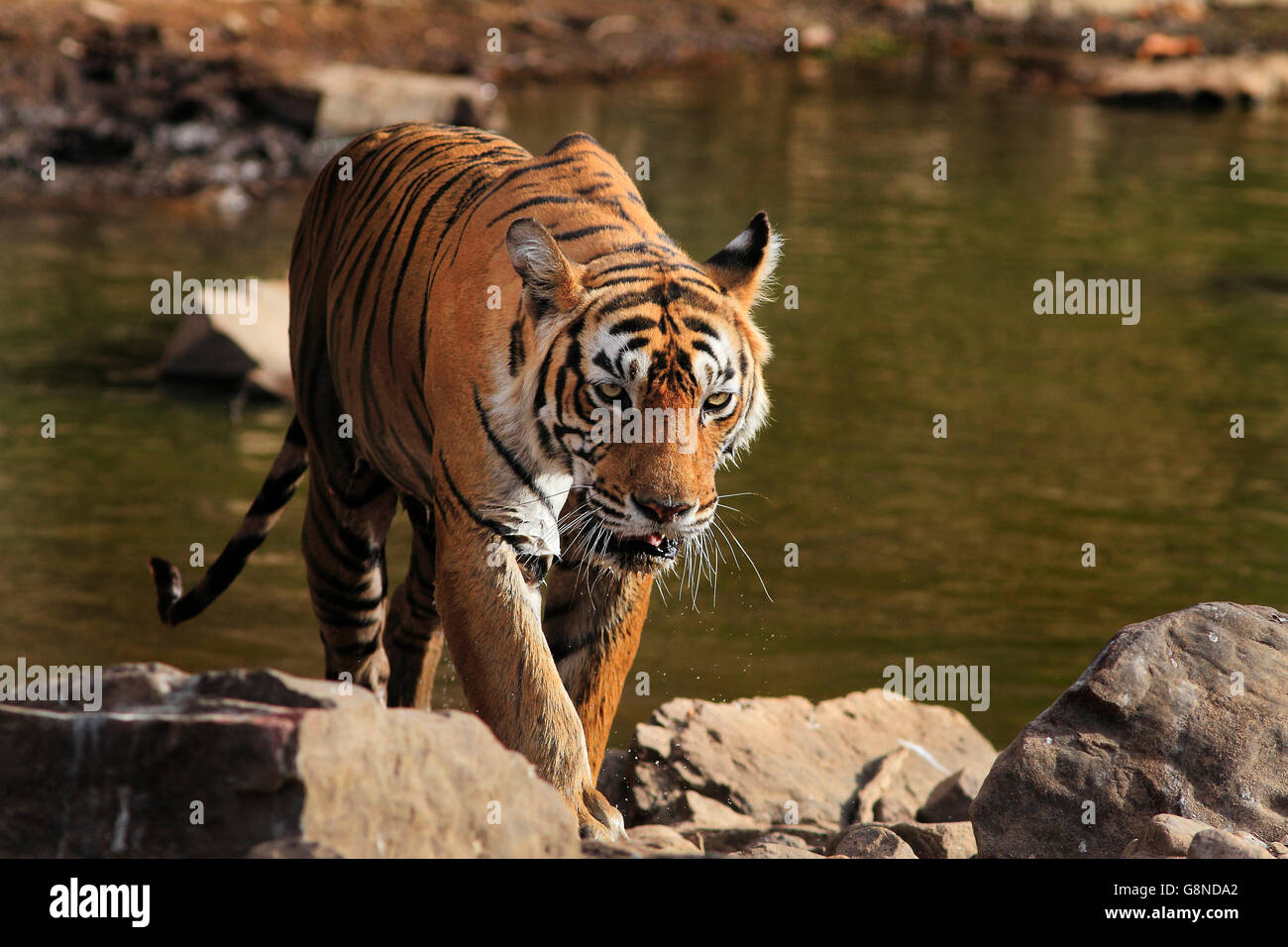 A tiger near a water body Stock Photo - Alamy