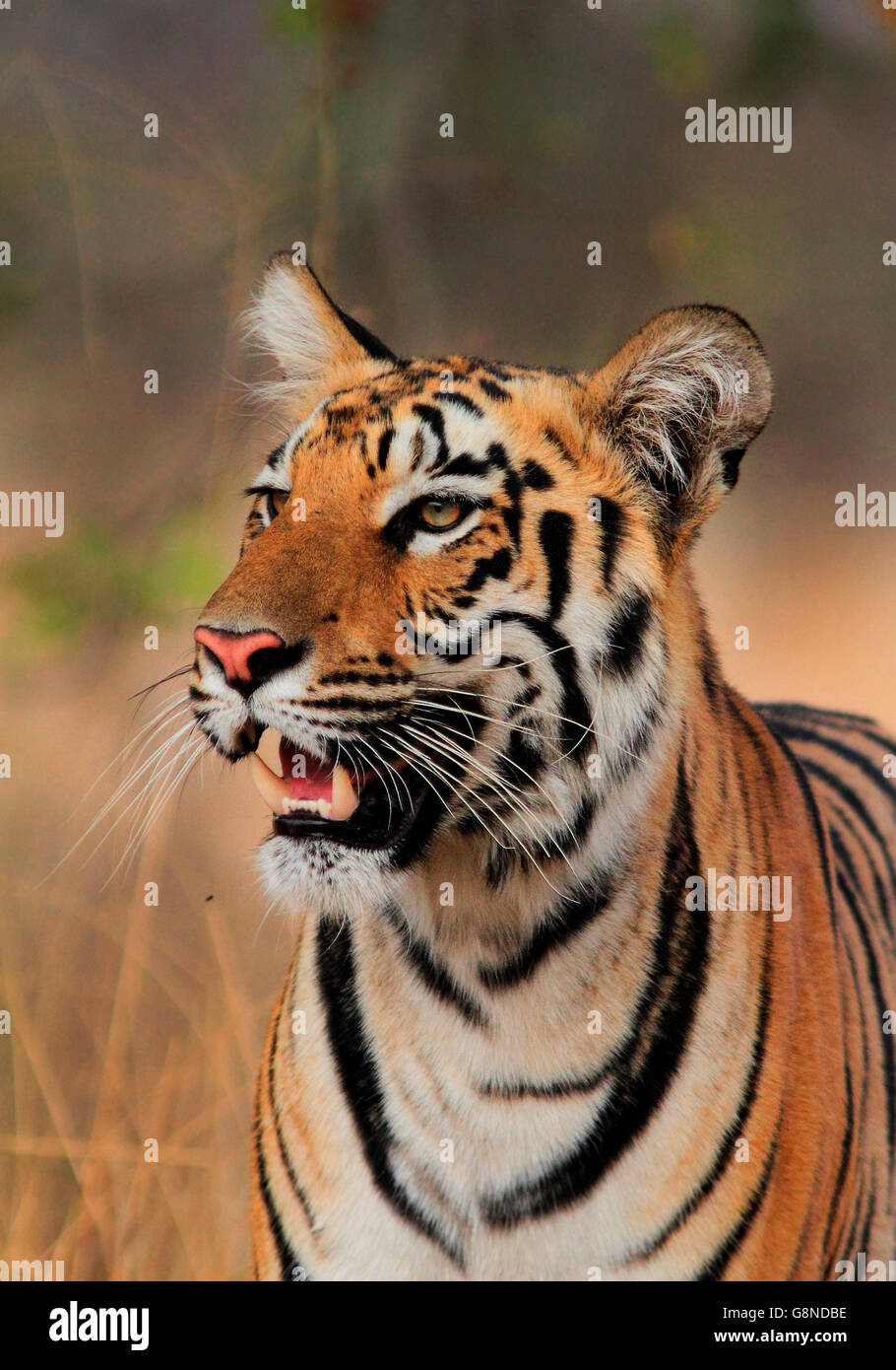 portrait of a young tiger Stock Photo - Alamy