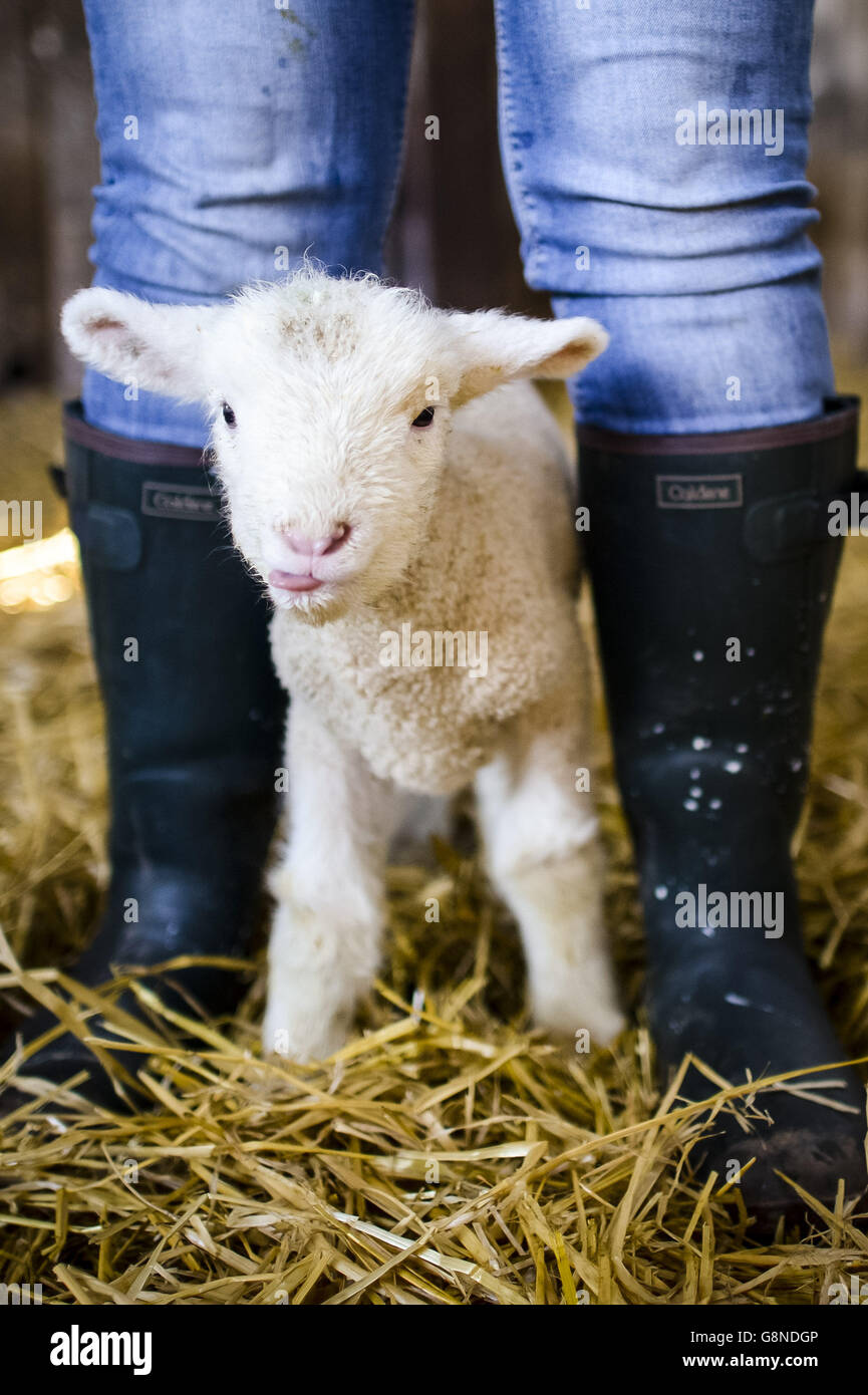 New baby lambs Stock Photo - Alamy