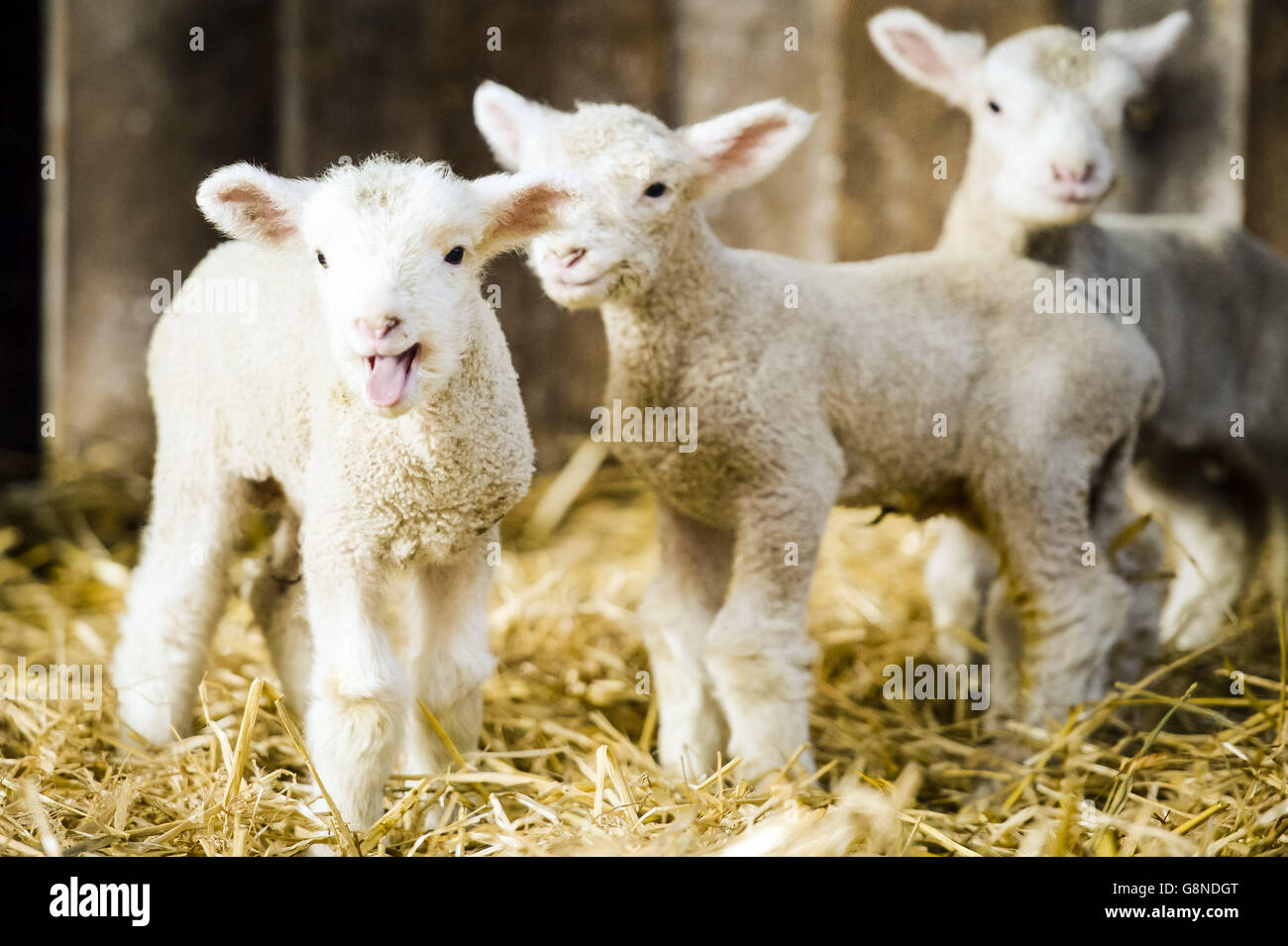 One-week-old spring lambs enjoys their first run in the open barn at ...