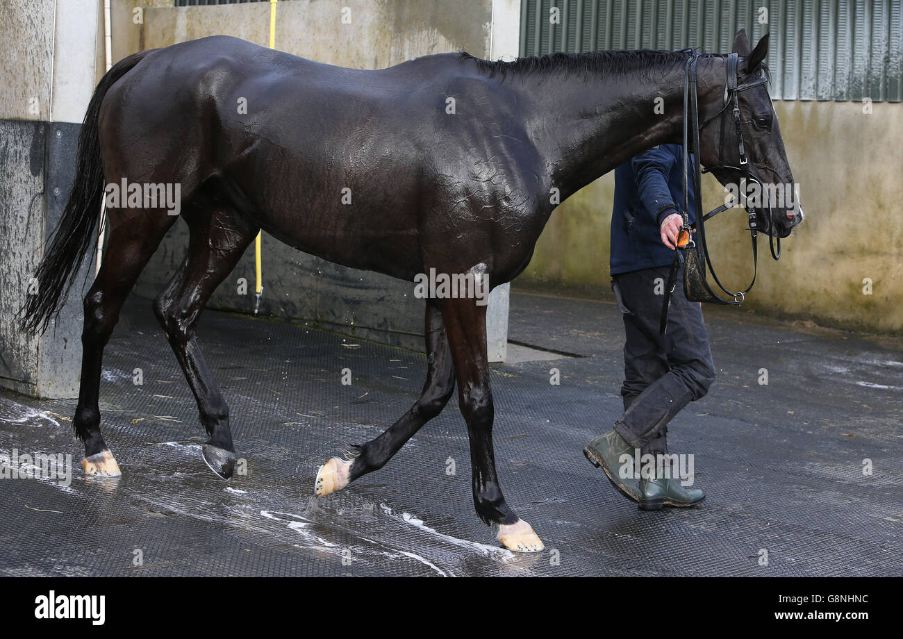 Gordon Elliott Stable Visit - Cullentra House. Don Cossack after being ...