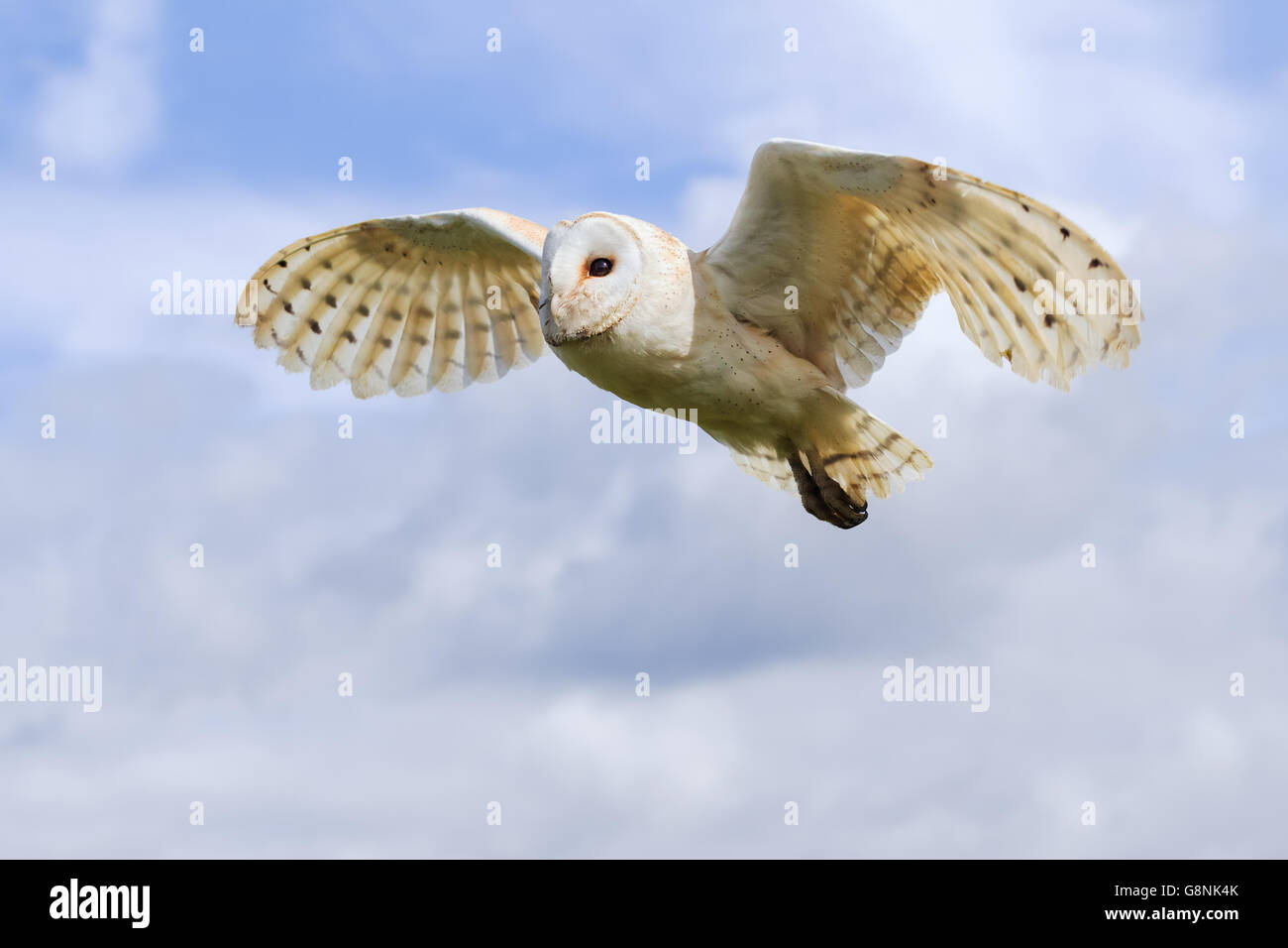 Barn owl blue sky hi-res stock photography and images - Alamy