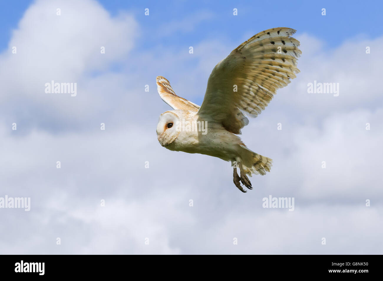 Barn Owl flying high Stock Photo - Alamy