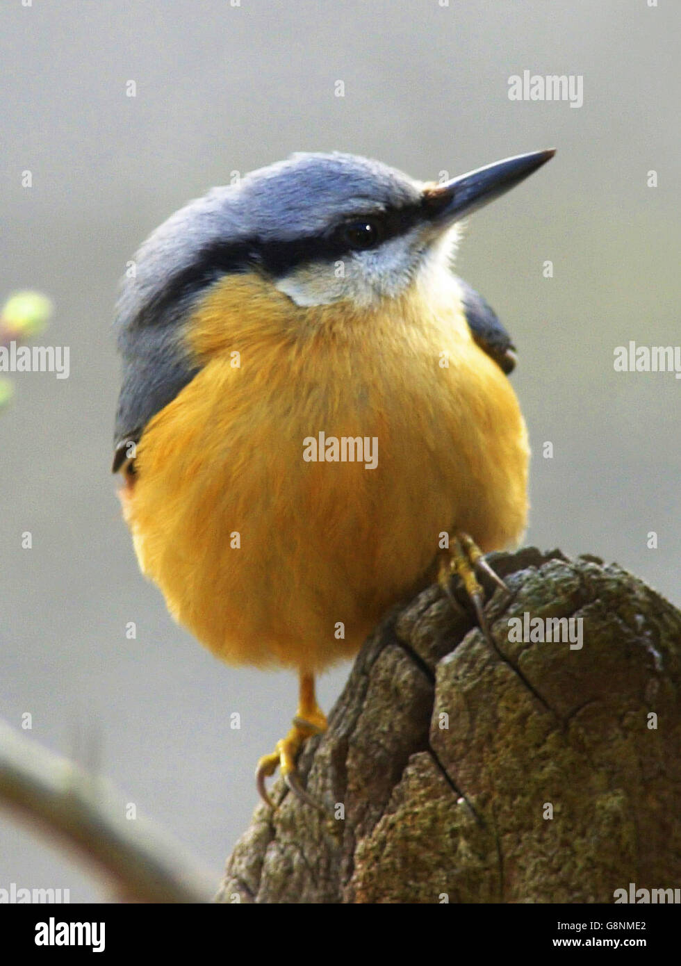 A British garden bird - the Nuthatch (Sitta europaea Stock Photo - Alamy