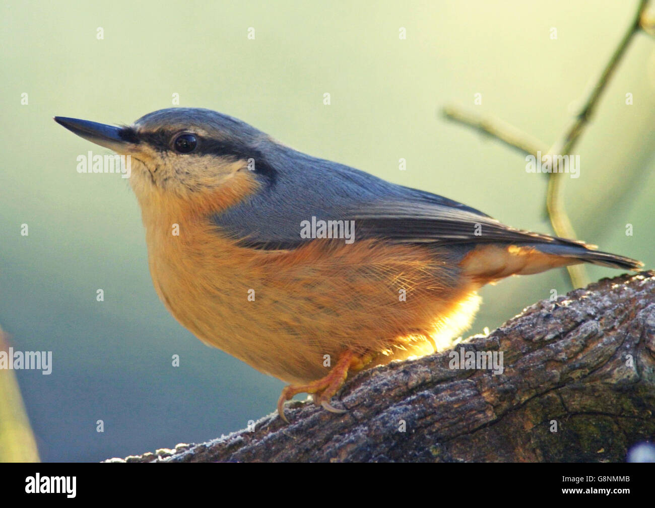 A British garden bird - the Nuthatch (Sitta europaea Stock Photo - Alamy