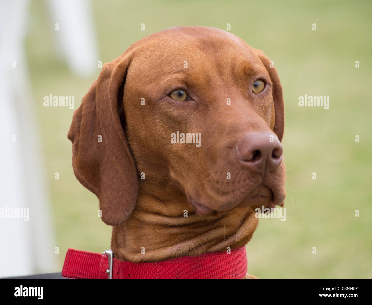 Red-bone coon hound head shot Stock Photo - Alamy