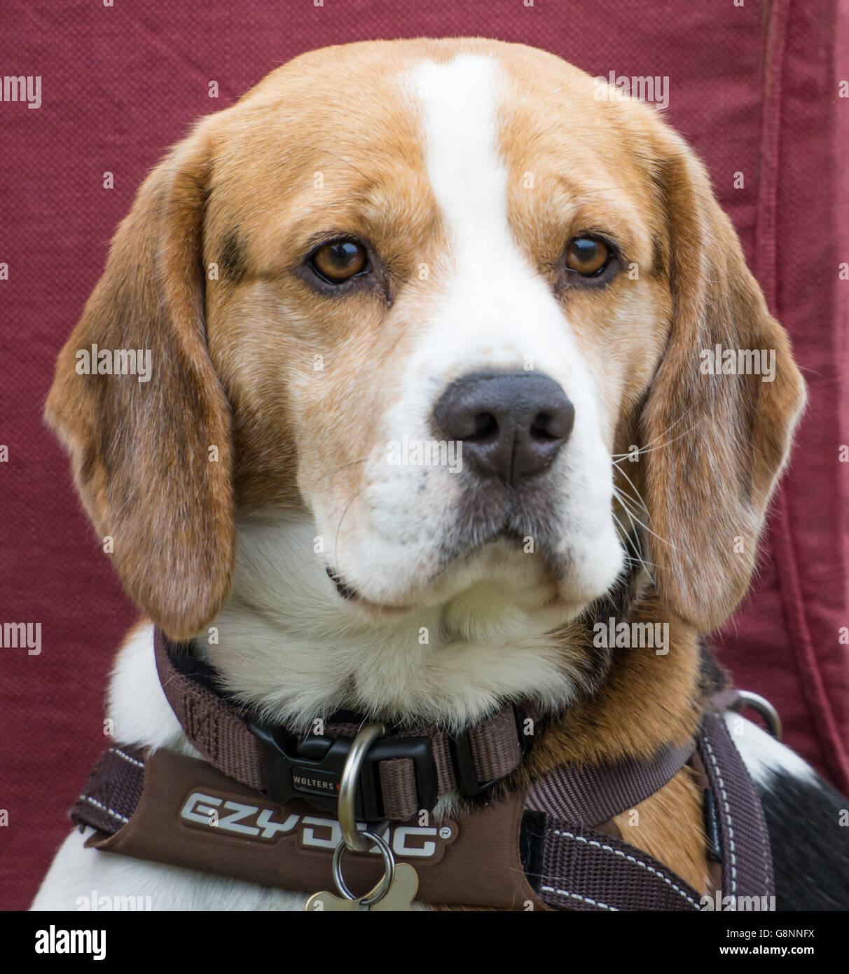Beagle pedigree dog headshot Stock Photo - Alamy