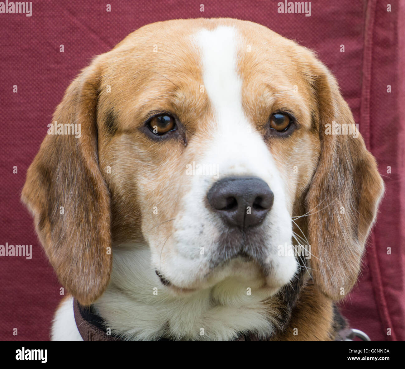 Beagle pedigree dog head shot Stock Photo - Alamy