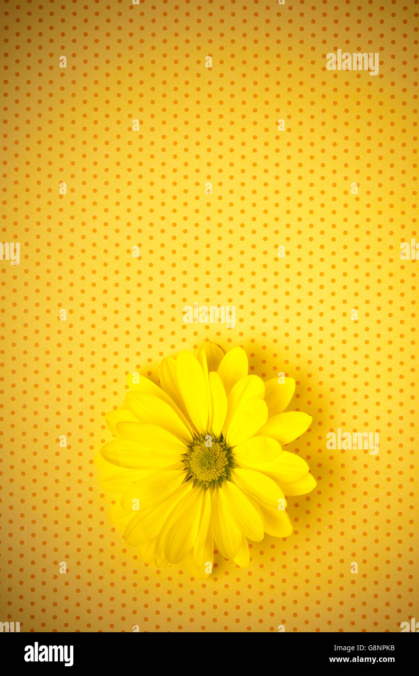 yellow daisy on yellow background Stock Photo - Alamy