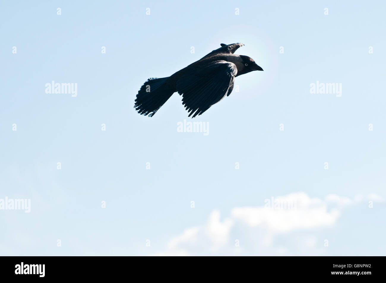 Jackdaw bird in flight Stock Photo - Alamy