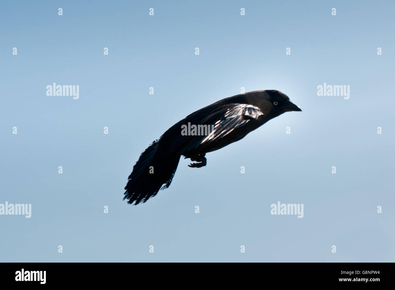 Eurasian jackdaw in flight hi-res stock photography and images - Alamy