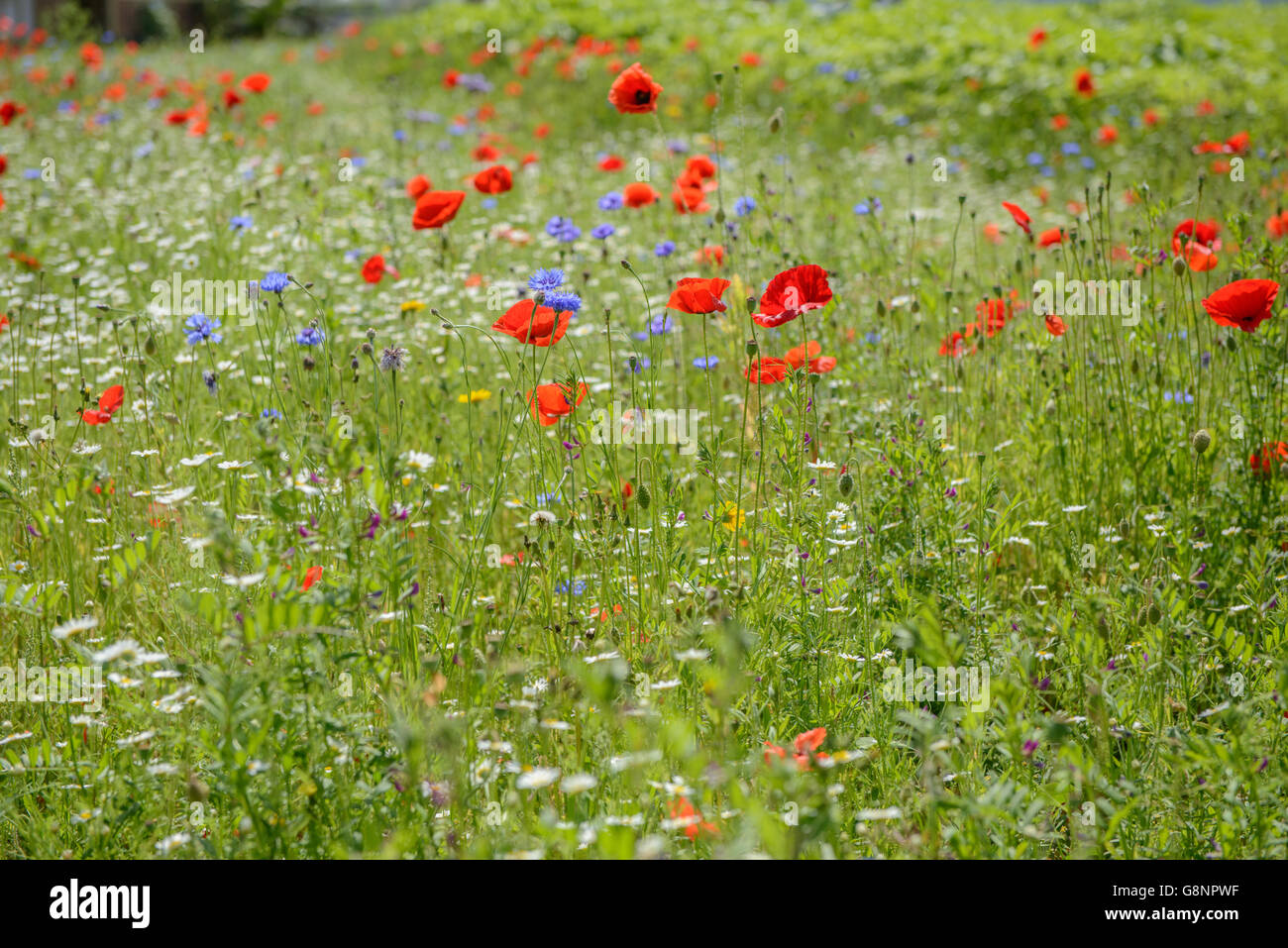 Wild flower meadow in summer Stock Photo - Alamy