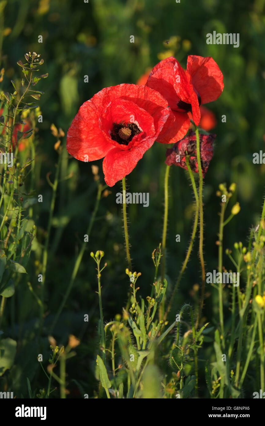Red poppies wild in the British countryside Stock Photo - Alamy