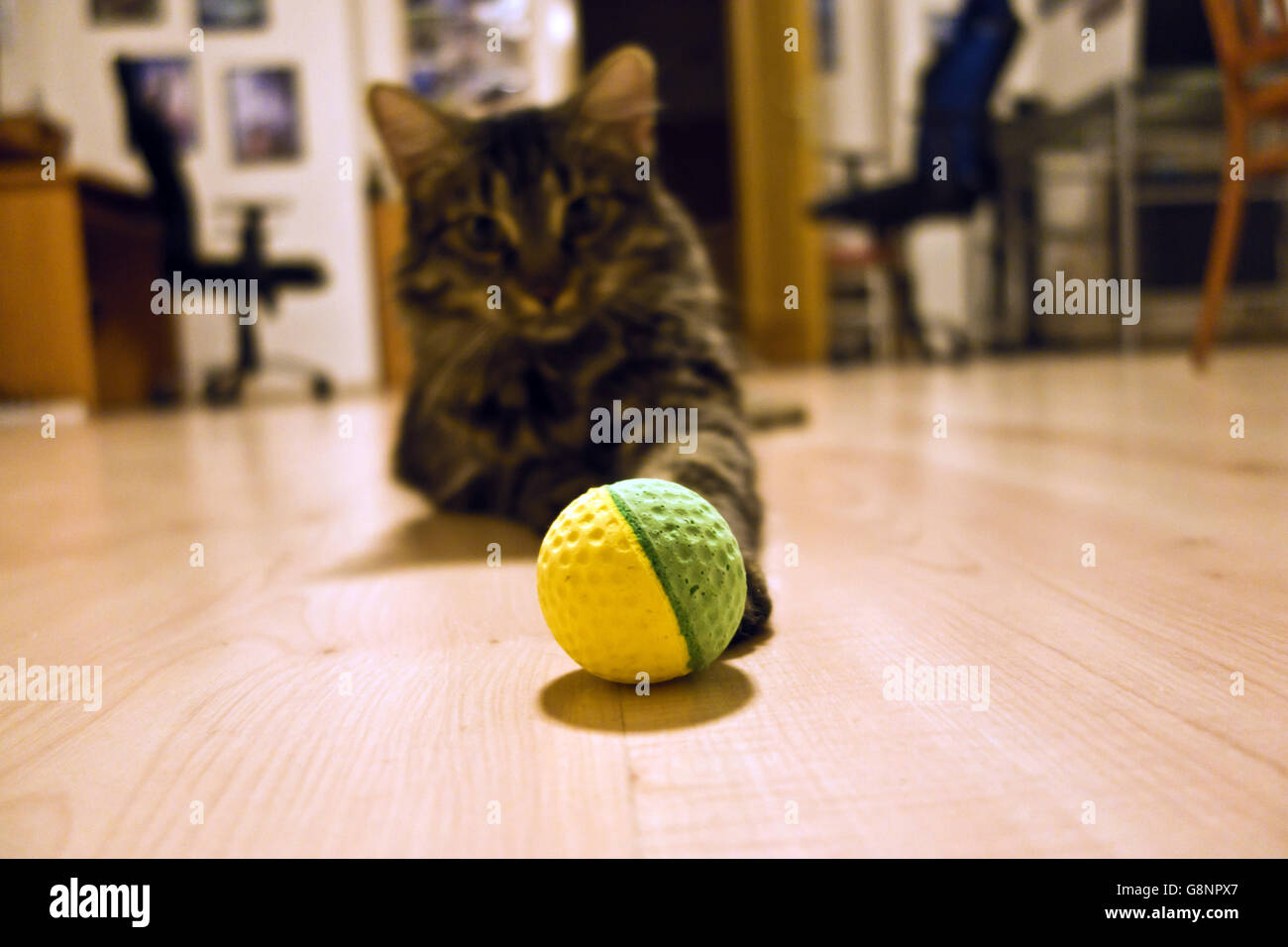 domestic cat playing with a ball Stock Photo - Alamy