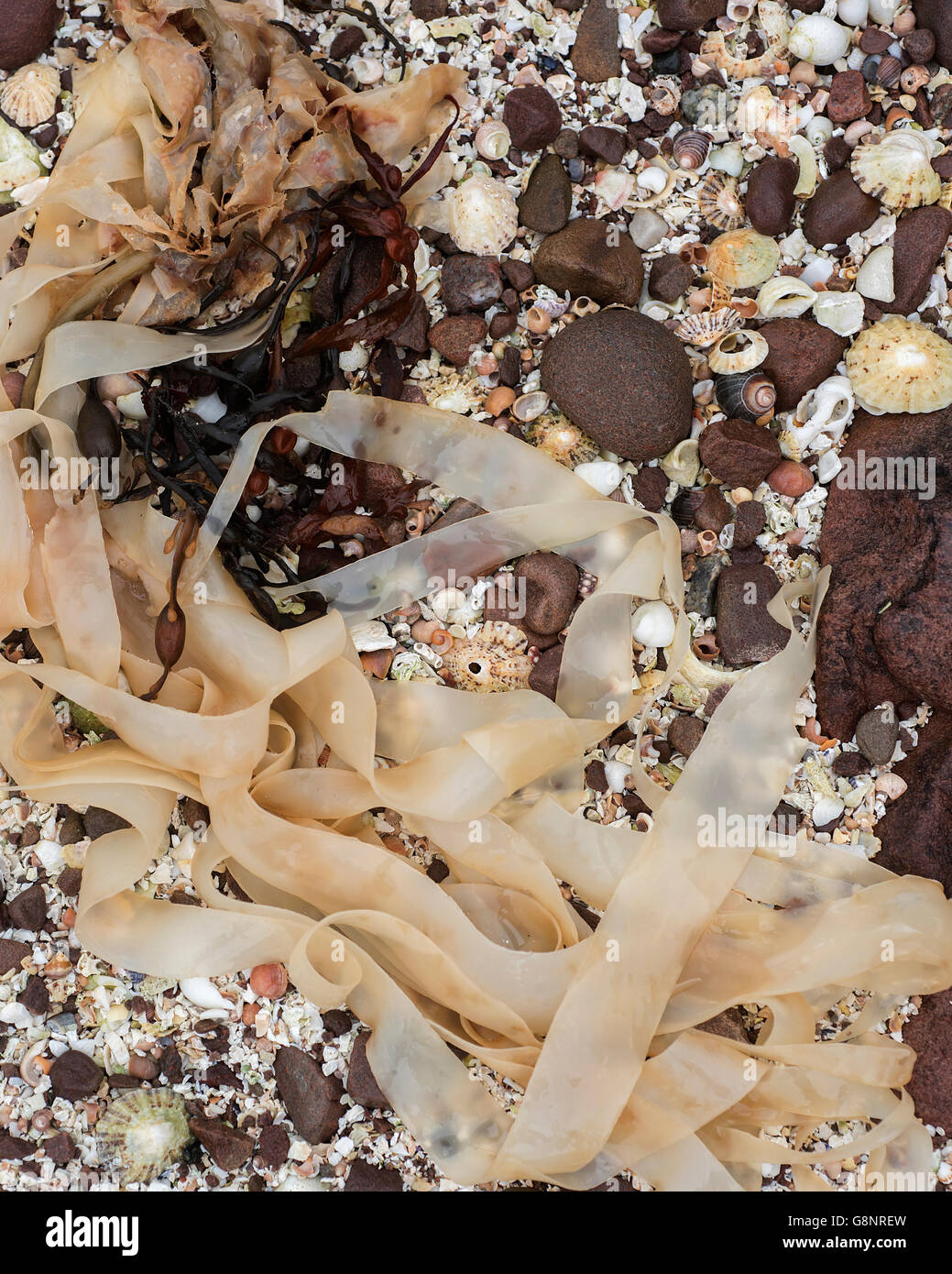 Leathery Egg High Resolution Stock Photography and Images - Alamy