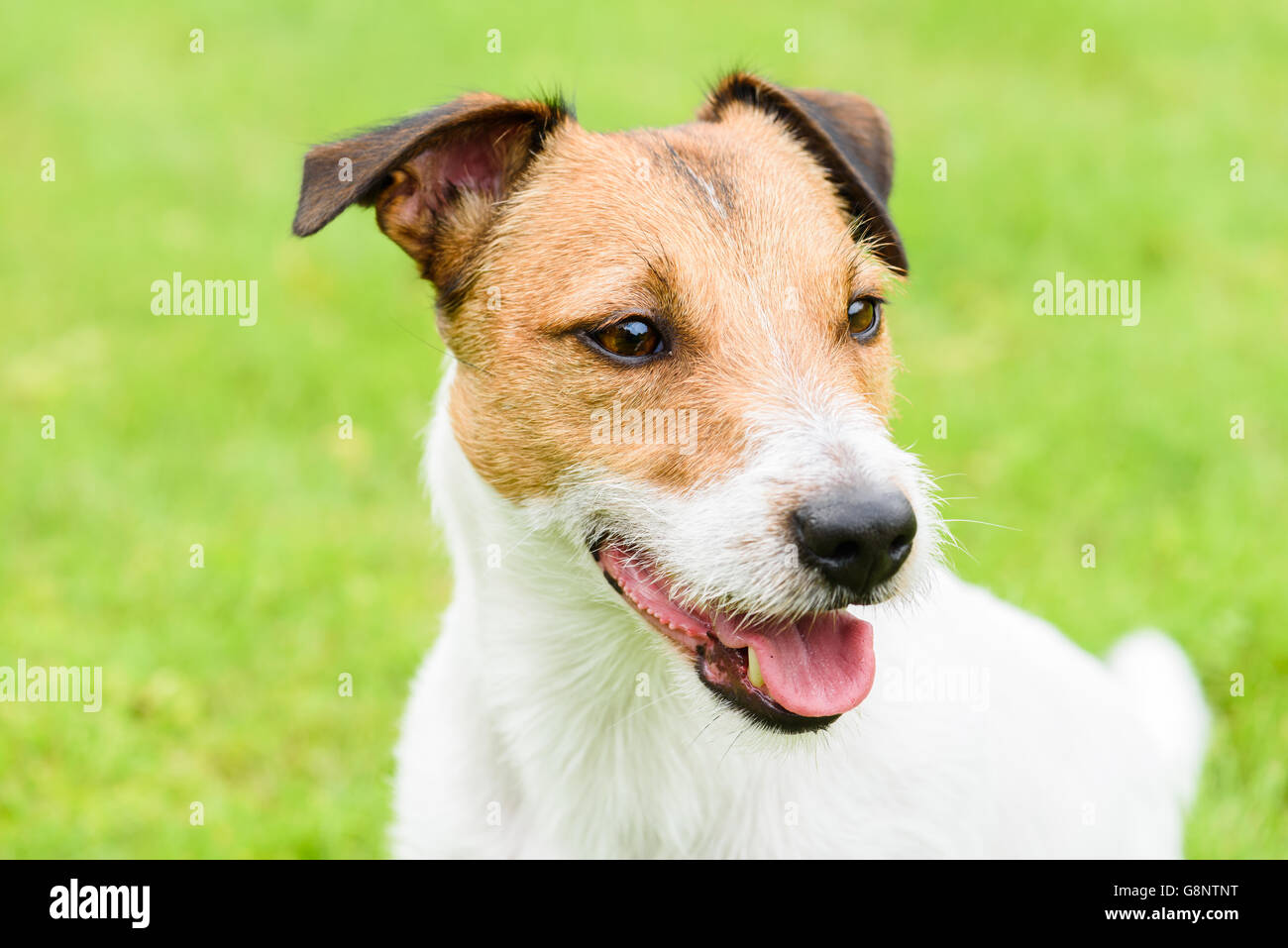 Cute purebred Jack Russell Terrier dog headshot portrait Stock Photo ...