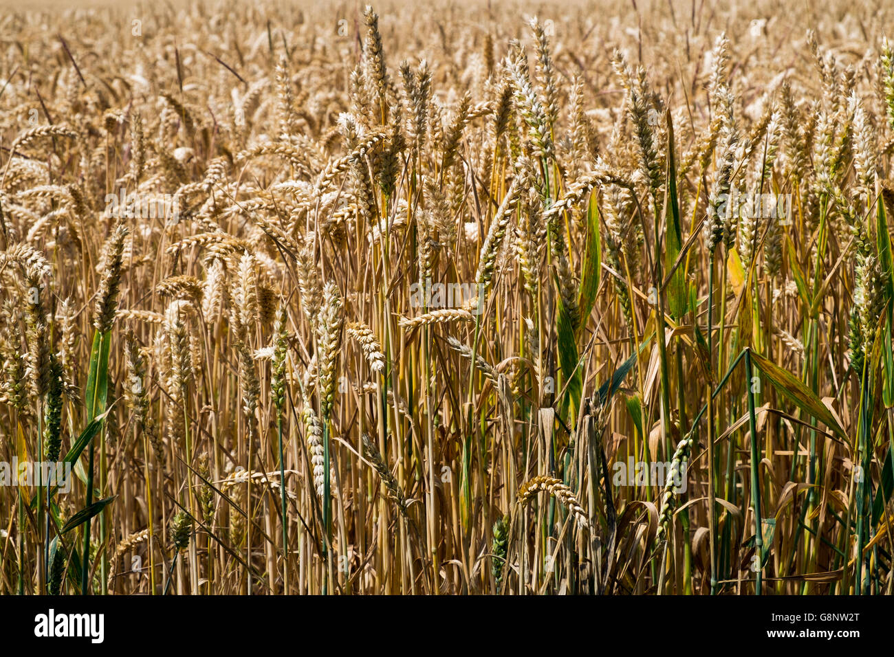 Wheat crop in August. Full frame texture background Stock Photo - Alamy
