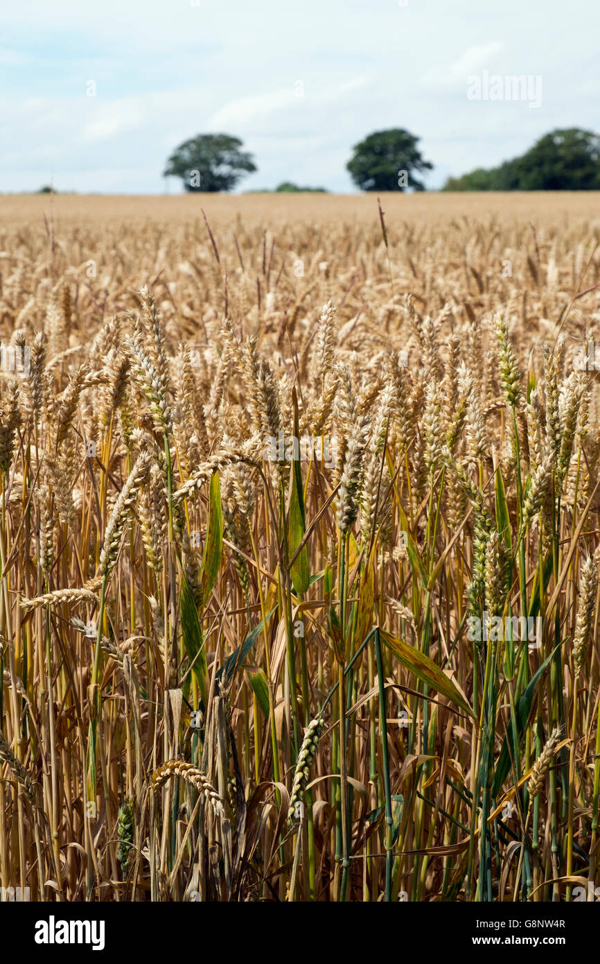 Wheat crop in August Stock Photo - Alamy