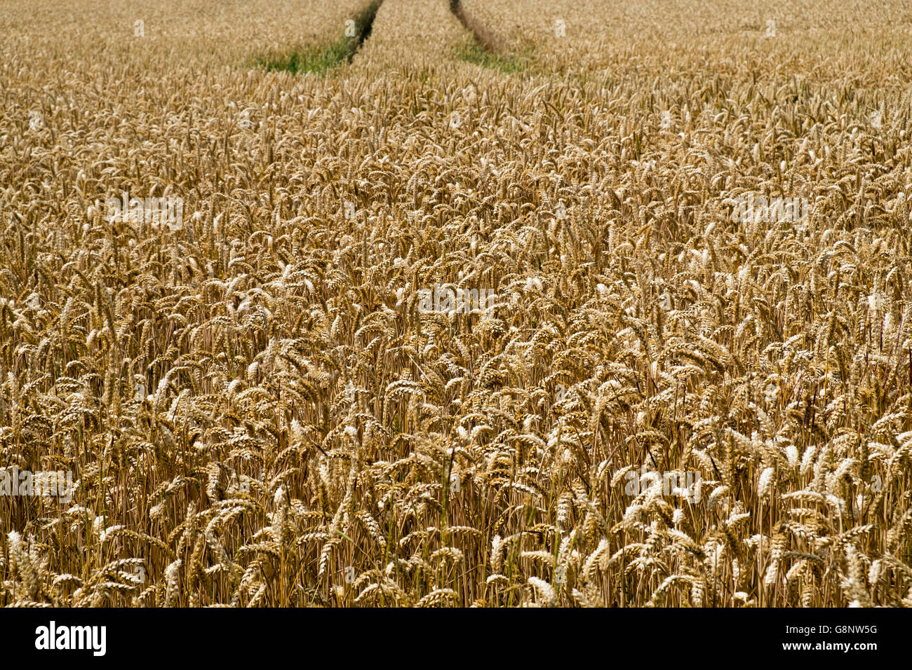 Wheat crop in August. Full frame texture background Stock Photo - Alamy