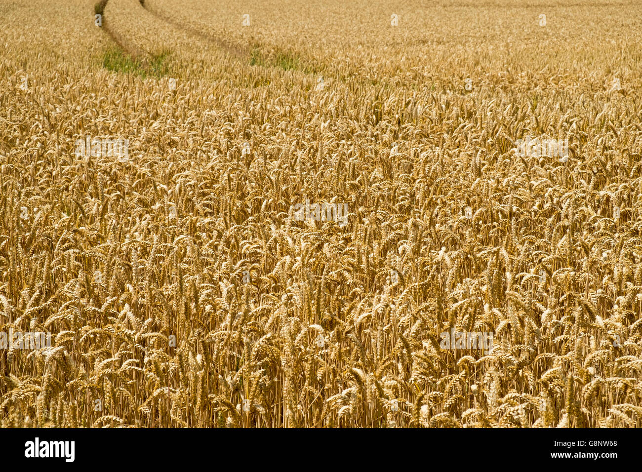 Wheat crop in August. Full frame texture background Stock Photo - Alamy