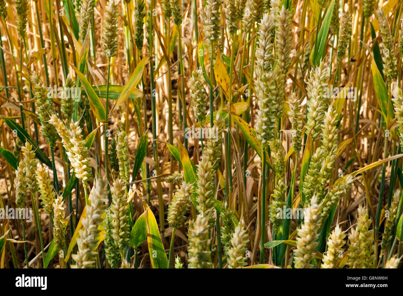 Wheat crop in August. Full frame texture background Stock Photo - Alamy