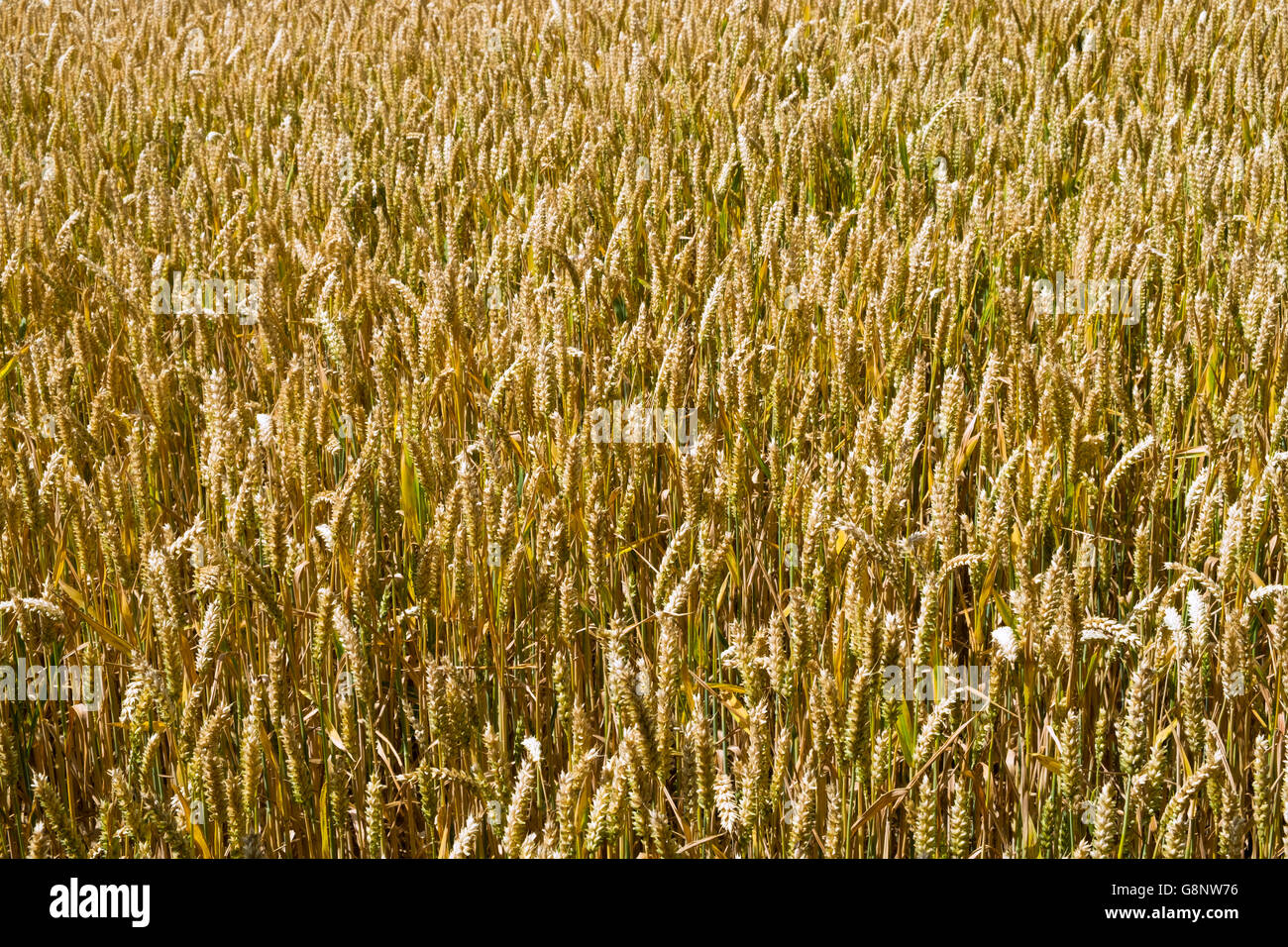 Wheat crop in August close up. Full frame texture background Stock ...