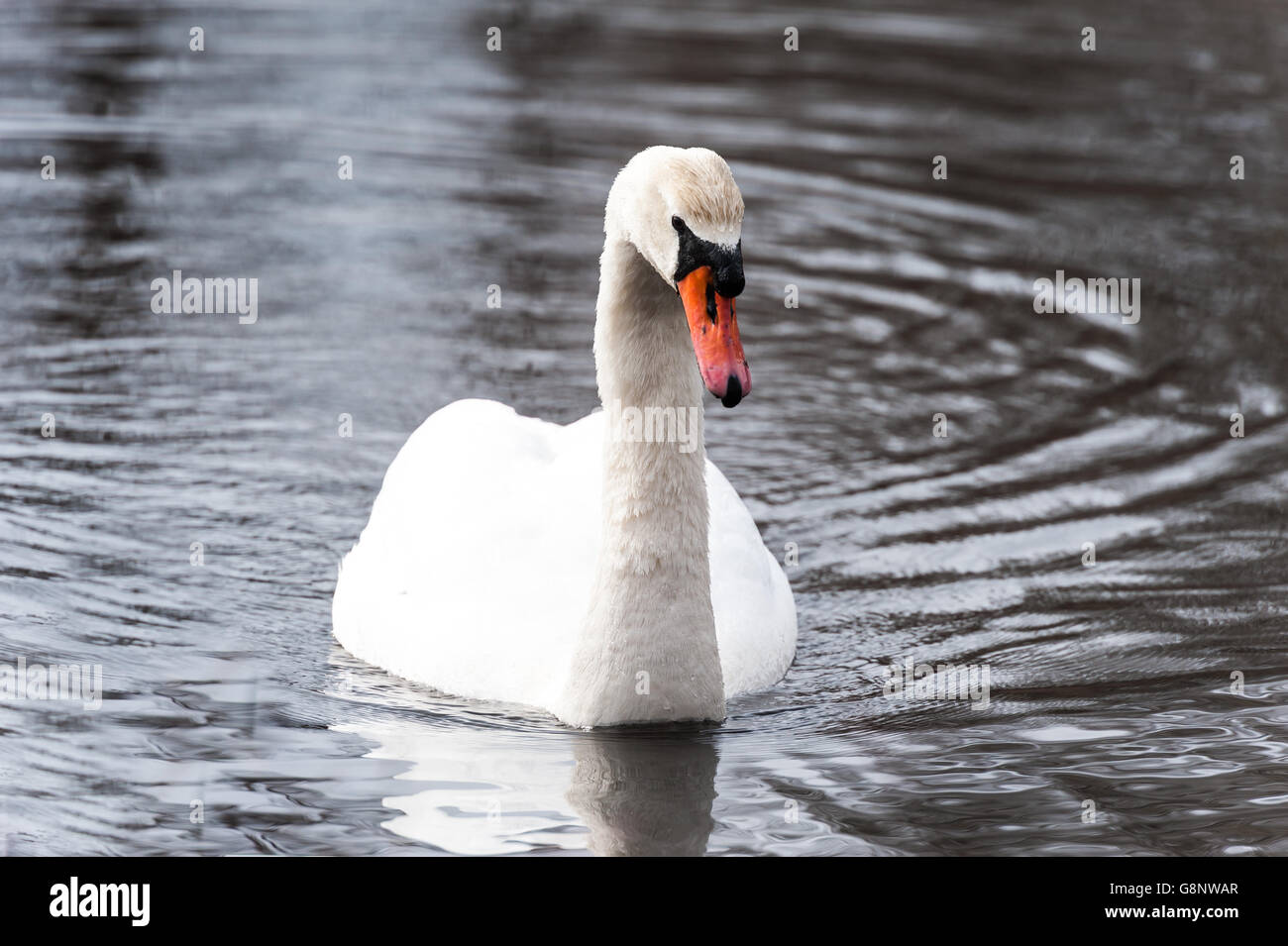 Swan facing the camera hi-res stock photography and images - Alamy