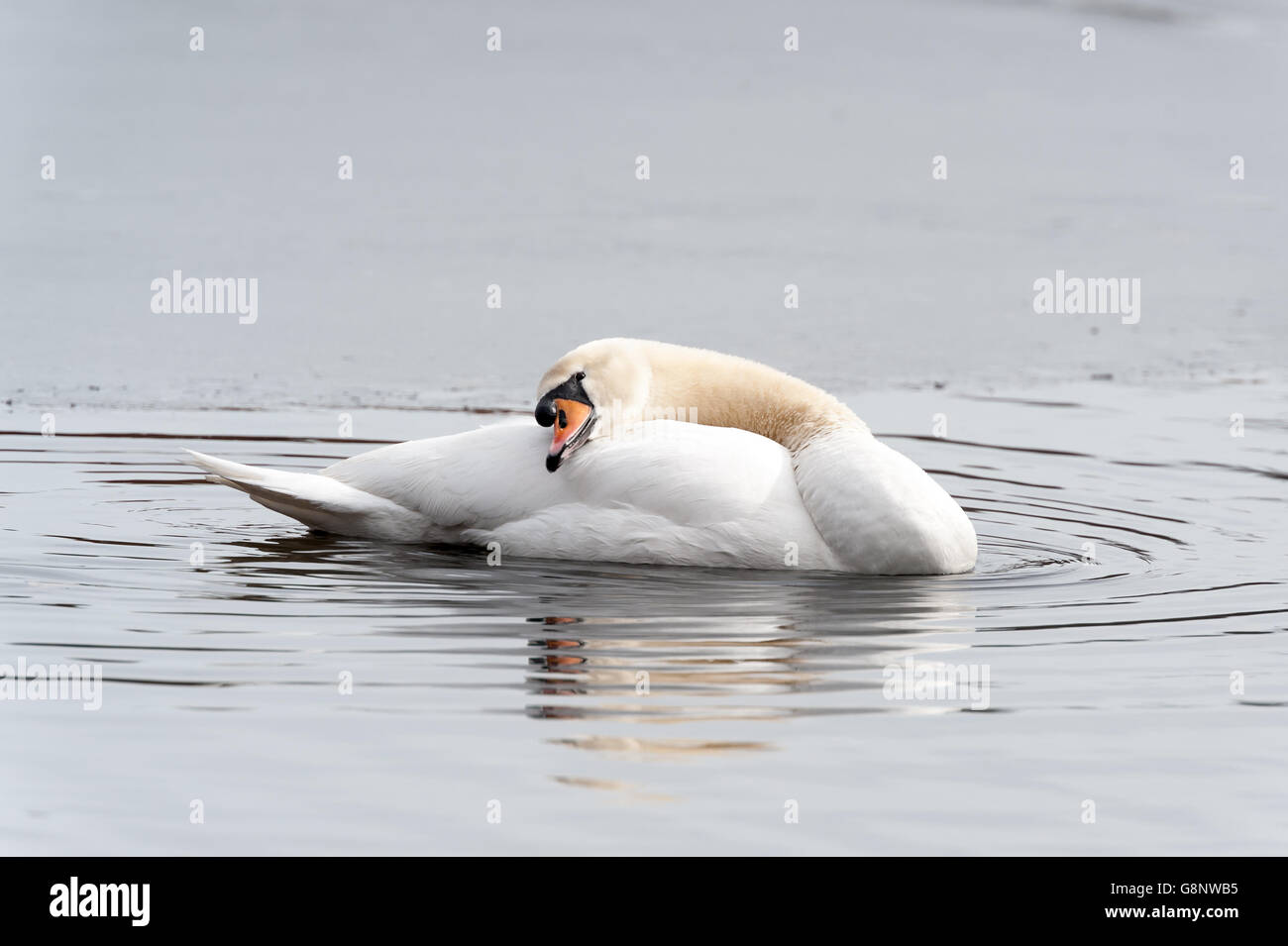 Mute swan lying it's head on it's back as it rests in the water Stock ...