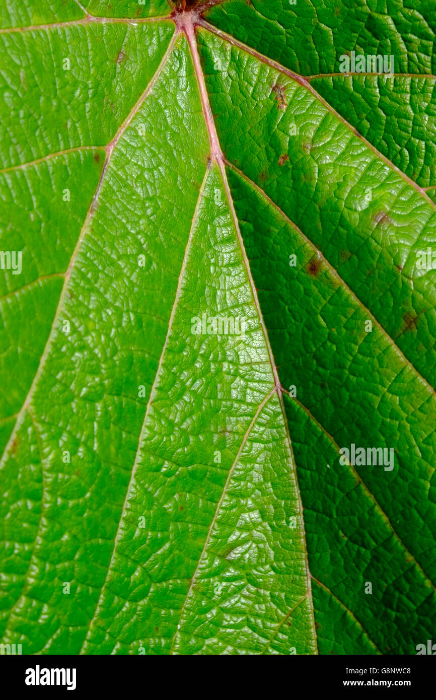 Colourful leaf texture hi-res stock photography and images - Alamy