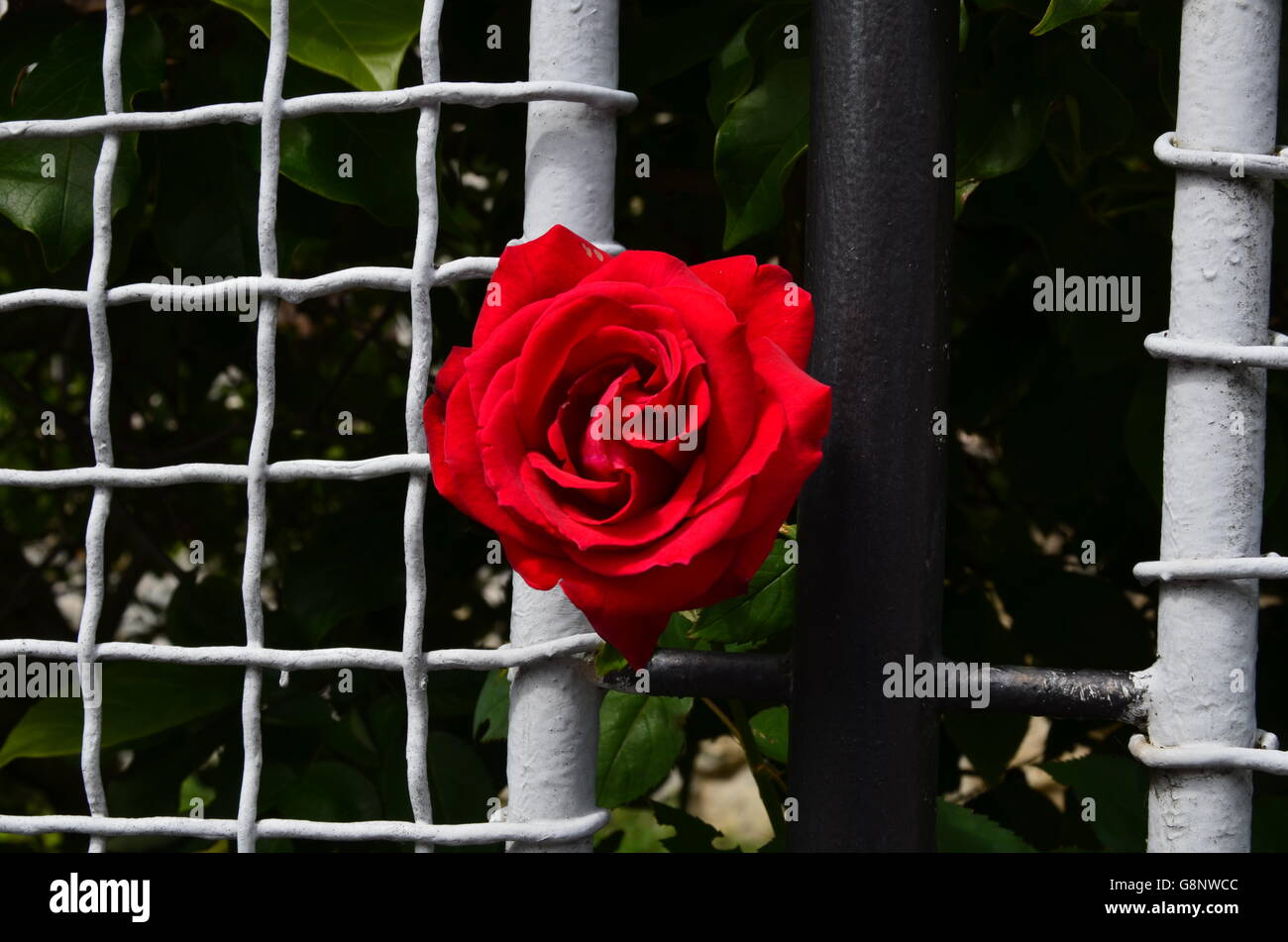 Rose and fence hi-res stock photography and images - Alamy