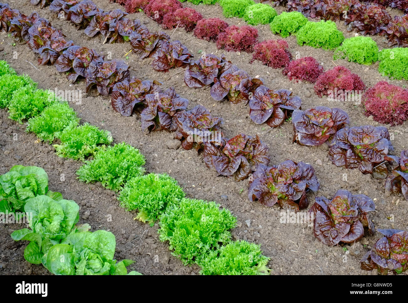 Rows of colourful lettuce salad leaf plants. Full frame texture ...