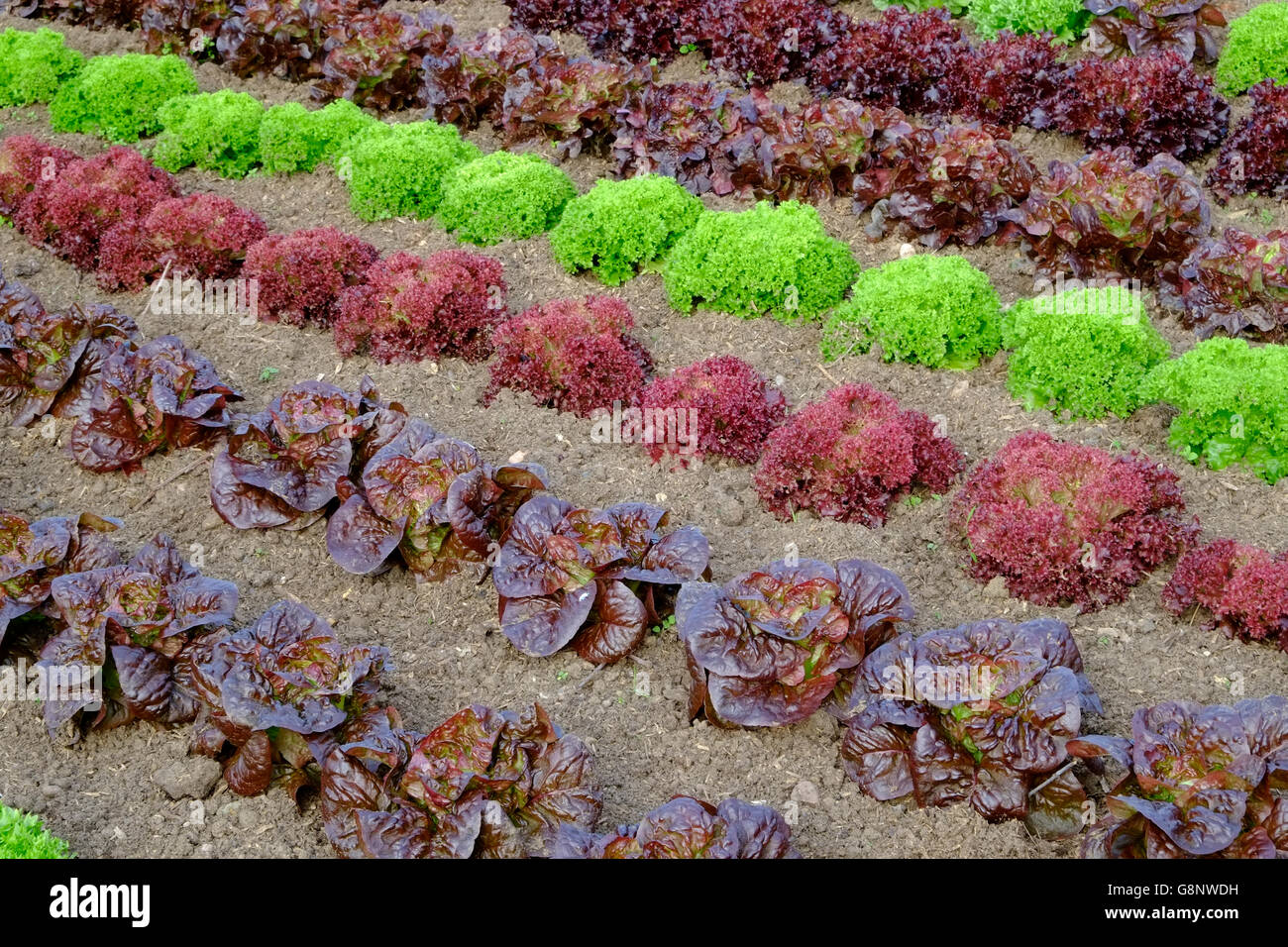 Rows of colourful lettuce salad leaf plants. Full frame texture ...