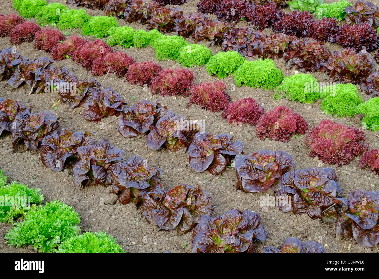 Rows of colourful lettuce salad leaf plants. Full frame texture ...