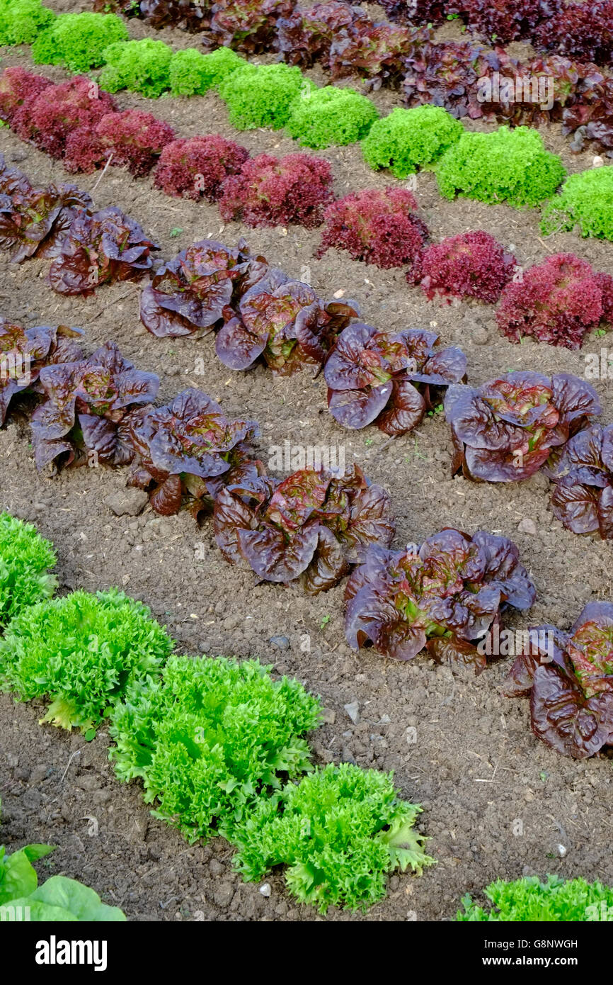 Rows of colourful lettuce salad leaf plants. Full frame texture ...