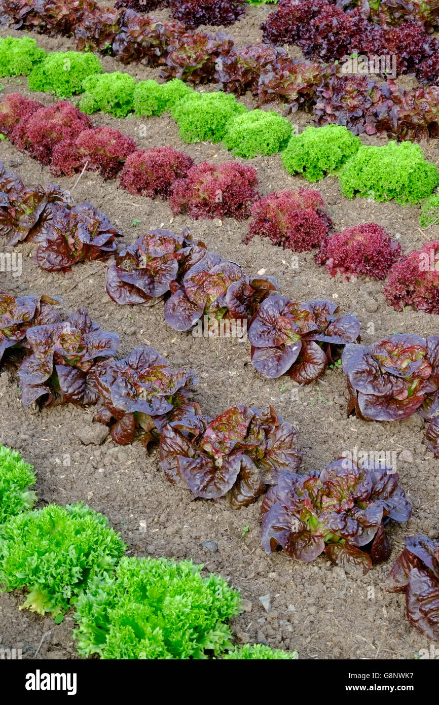 Rows of colourful lettuce salad leaf plants. Full frame texture ...