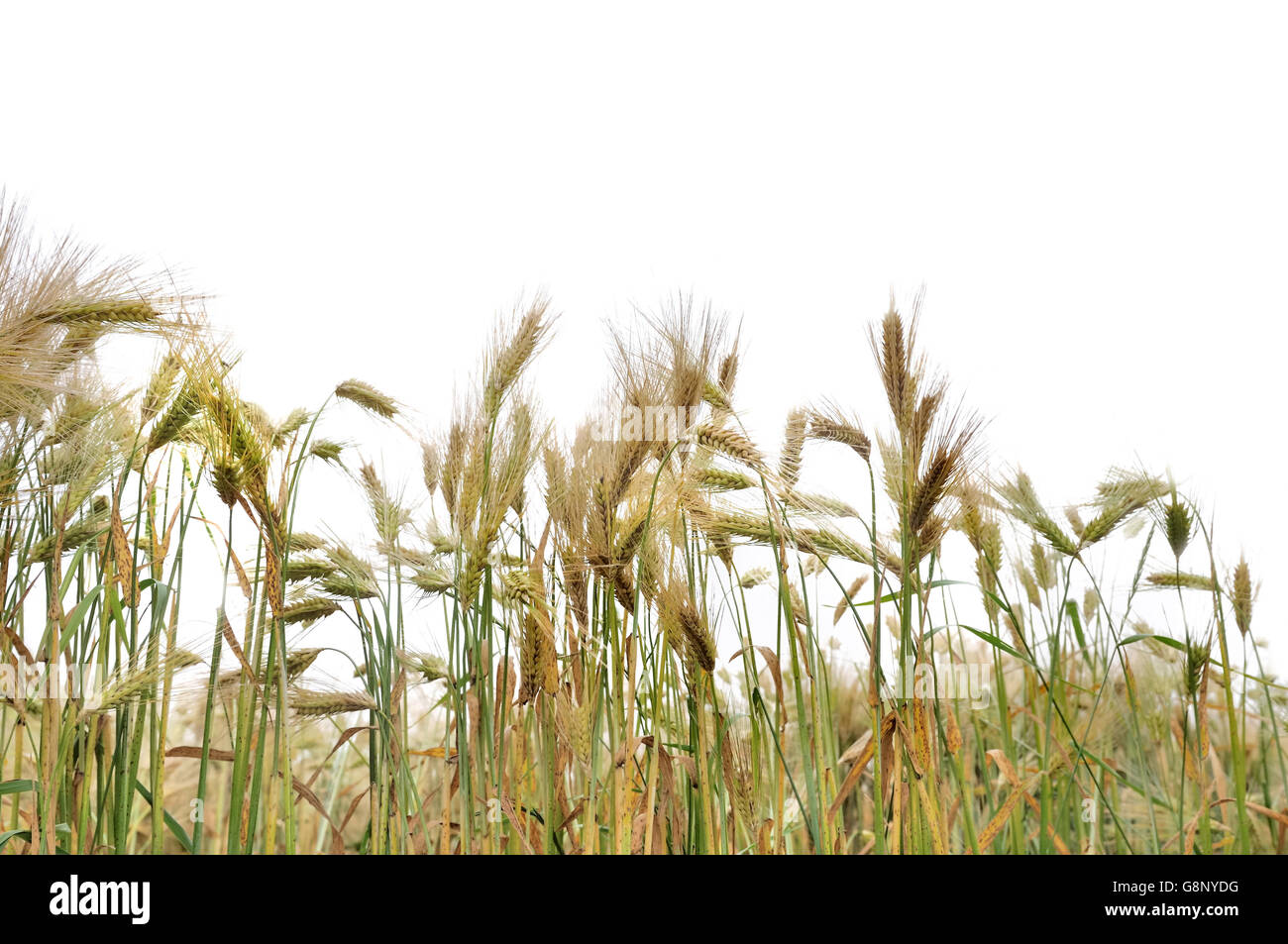 cob ripe barley field isolated on white background Stock Photo - Alamy