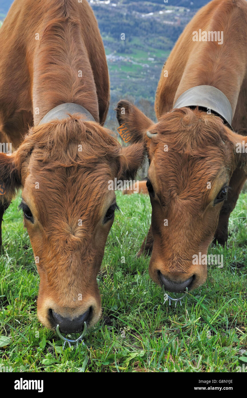 Tarine Cows High Resolution Stock Photography and Images - Alamy