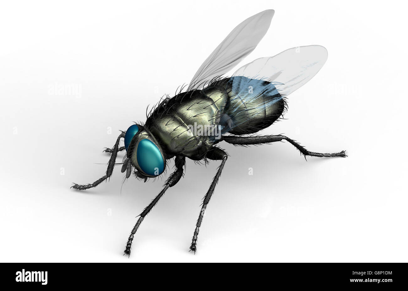 housefly, insect isolated on white with clipping path, 3D illustration ...