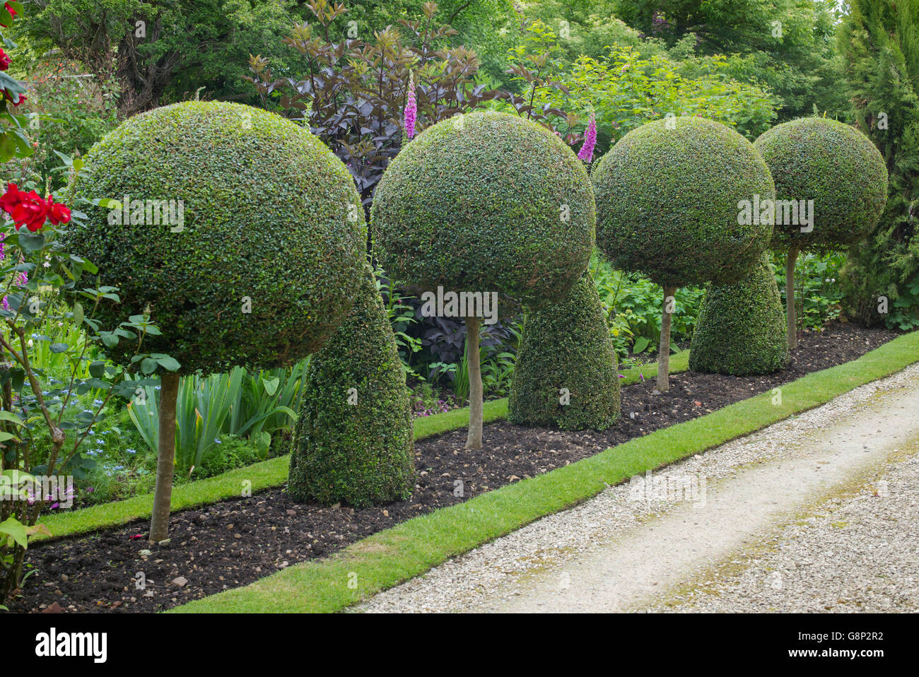 Common box buxus sempervirens garden hi-res stock photography and ...