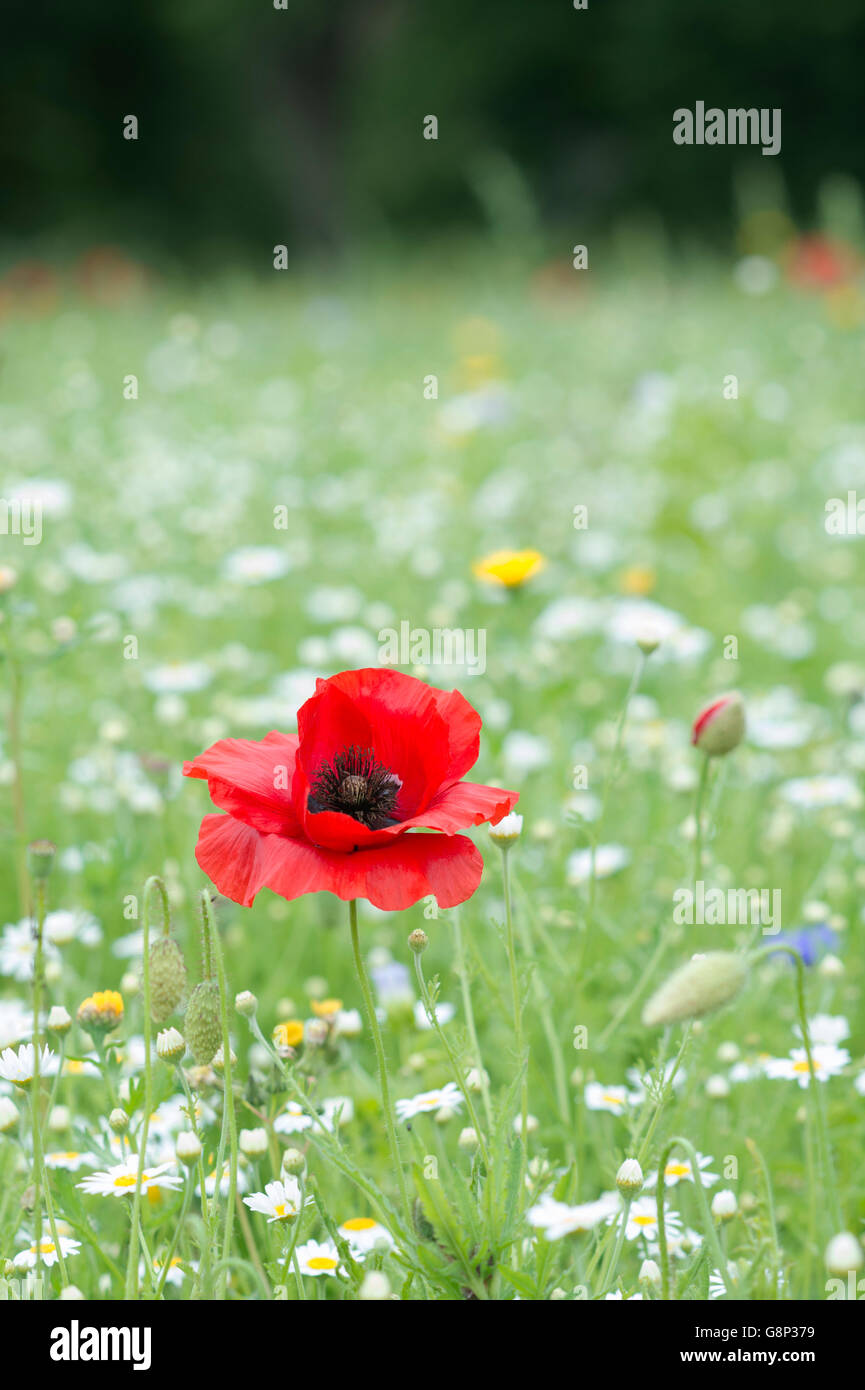 English poppy hi-res stock photography and images - Alamy