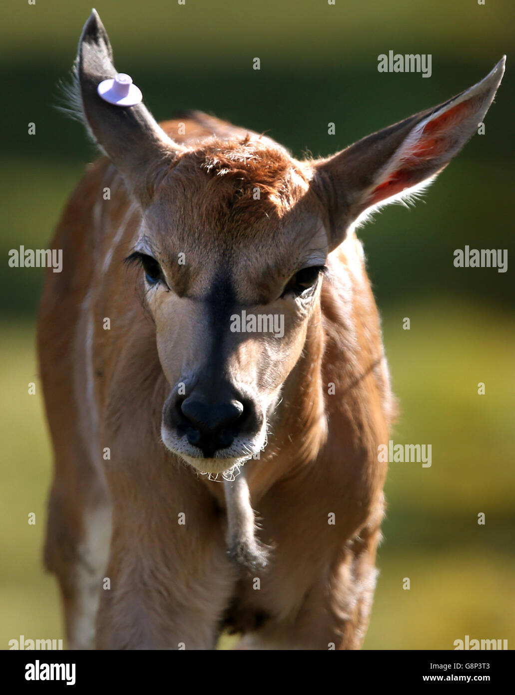 A two day old baby eland antelope explores its enclosure for the first ...