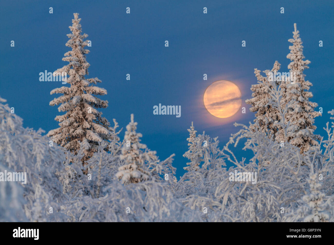 Moon shining over a winter forest with snow birch trees and spruce ...