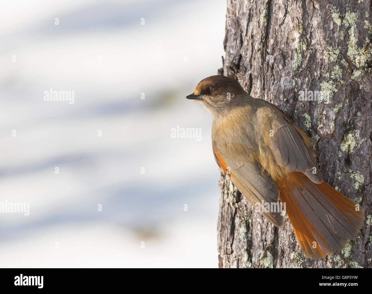 Jay tree trunk hi-res stock photography and images - Alamy