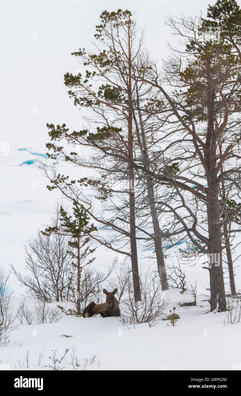 Moose lying down hi-res stock photography and images - Alamy