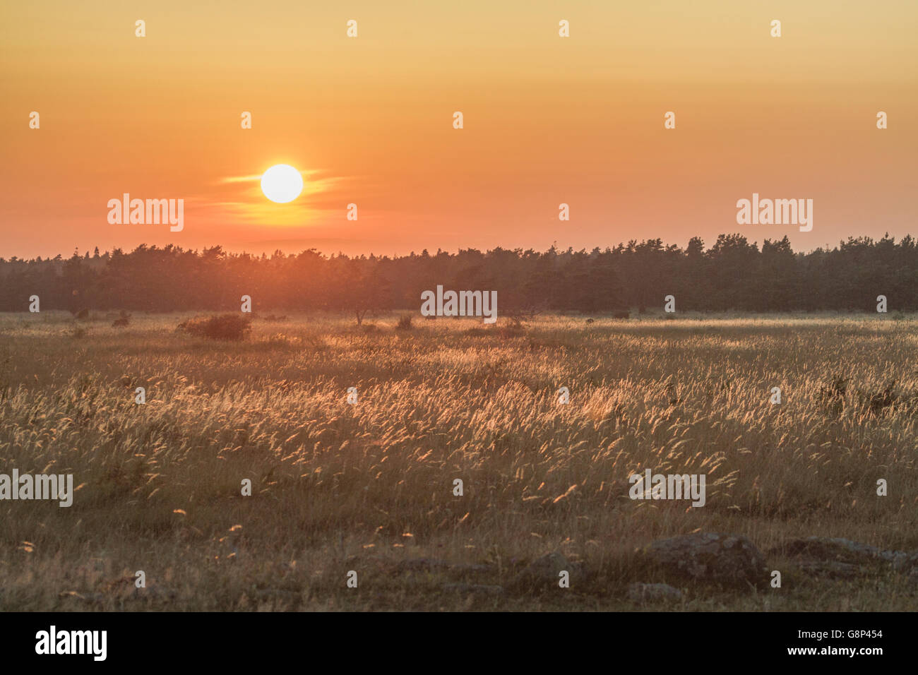Big bluestem grass in sunset at Eksta on the island of Gotland, Sweden ...