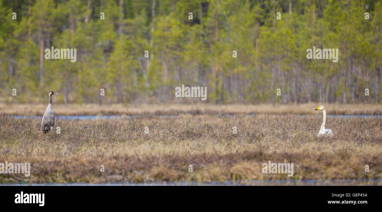 Crane birds other birds in hi-res stock photography and images - Alamy