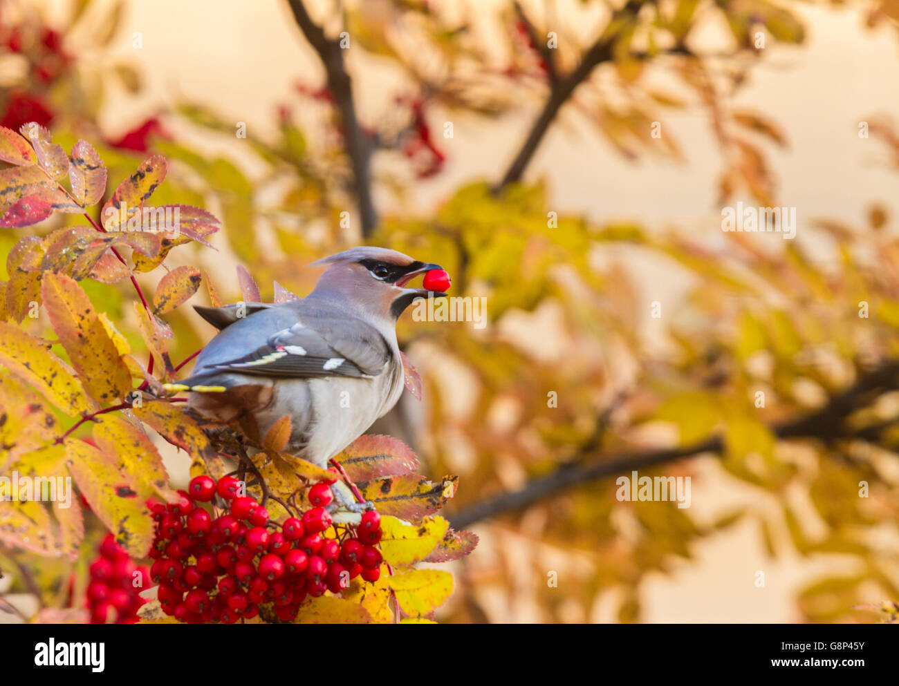 Rowan Berries Bird High Resolution Stock Photography and Images - Alamy