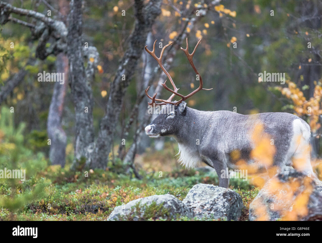 big Reindeer with big antler in forest with autumn colors turning ...